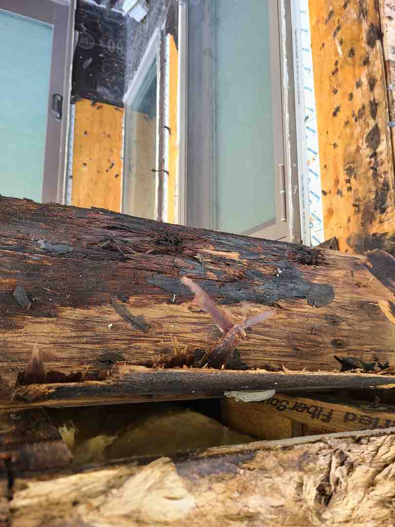 Moldy Mysteries: Signs and Solutions for Home Mold Detection – Stucco ...